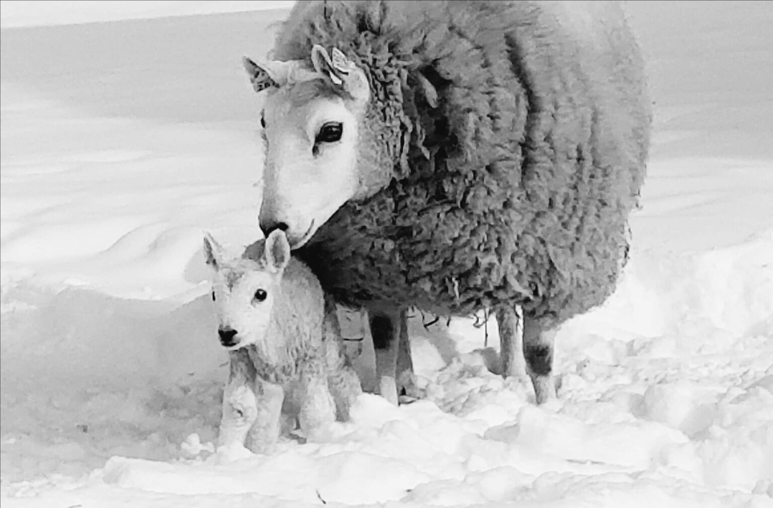 minicheviots.com – The American Miniature Cheviot Sheep Breeders ...