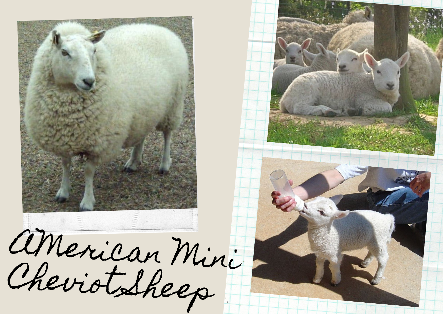 minicheviots.com – The American Miniature Cheviot Sheep Breeders ...