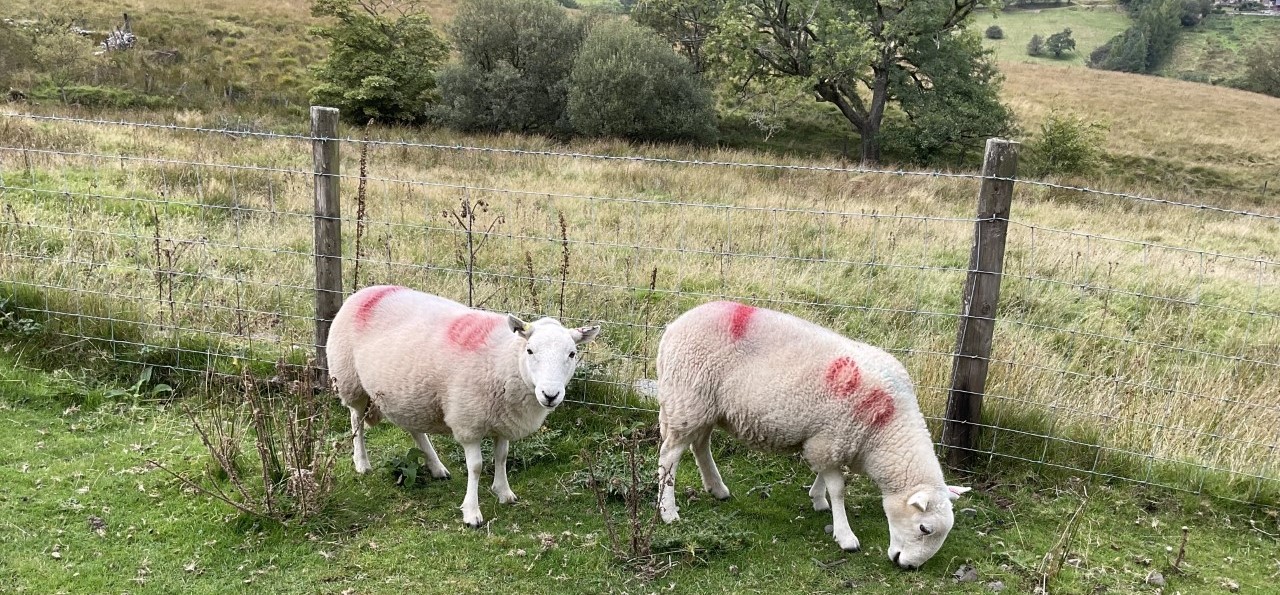 Step-by-step sheep AI – minicheviots.com